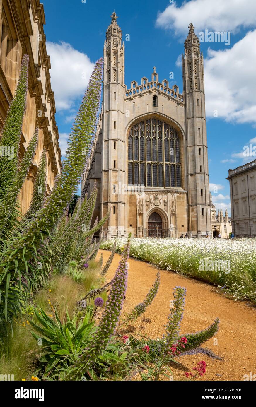 Giant vipers bugloss plants hi-res stock photography and images - Alamy