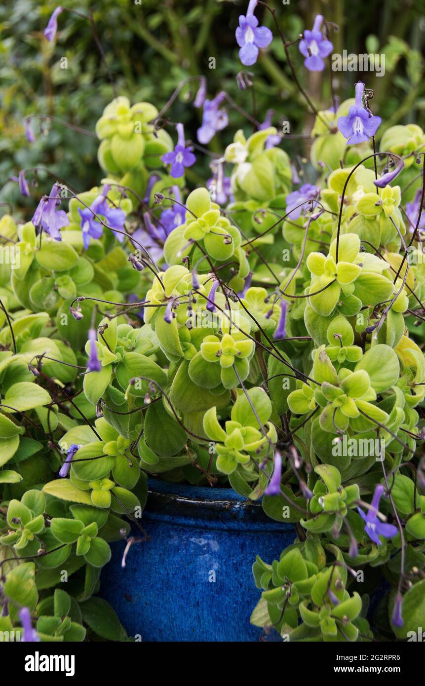 Streptocarpella 'Concord Blue' Stock Photo - Alamy