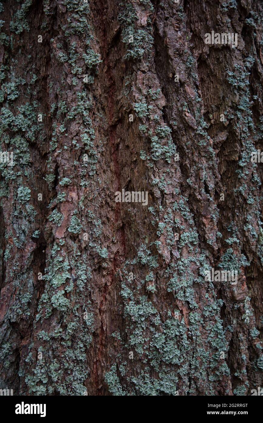 tree bark, detail shot Stock Photo - Alamy