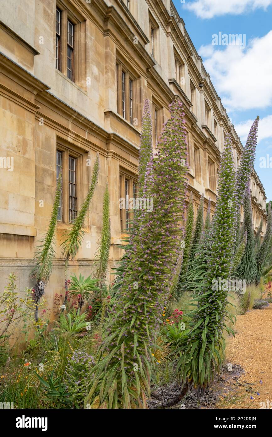 Echium plant pininana boraginaceae hi-res stock photography and images ...
