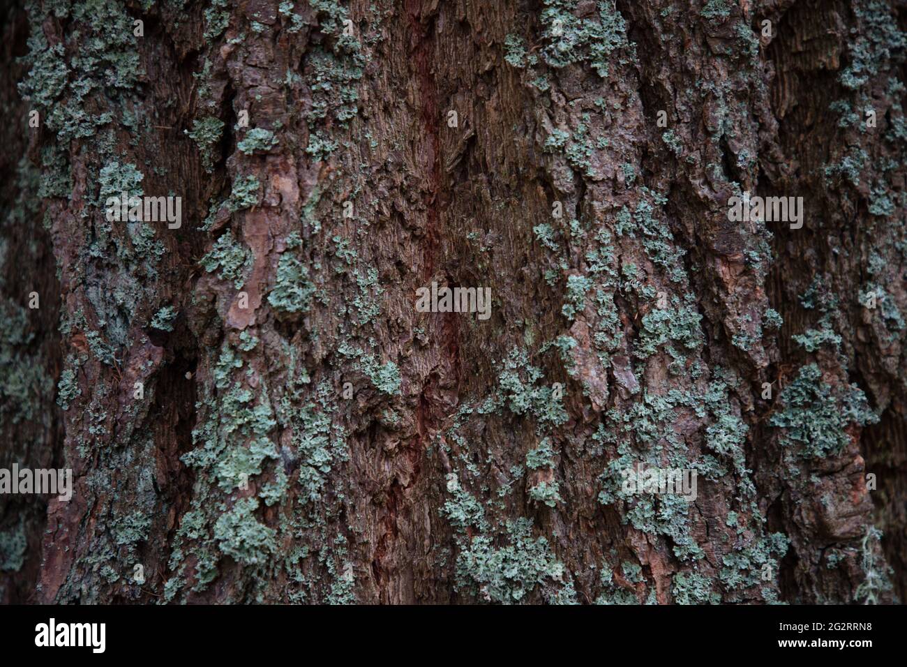 tree bark, detail shot Stock Photo - Alamy