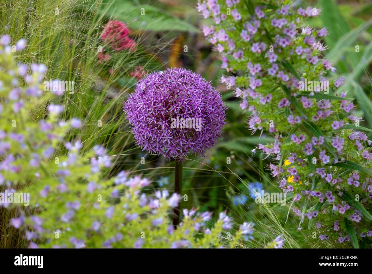 Unusual Echium Pininana, also known as Giant Viper's Bugloss or Tower ...