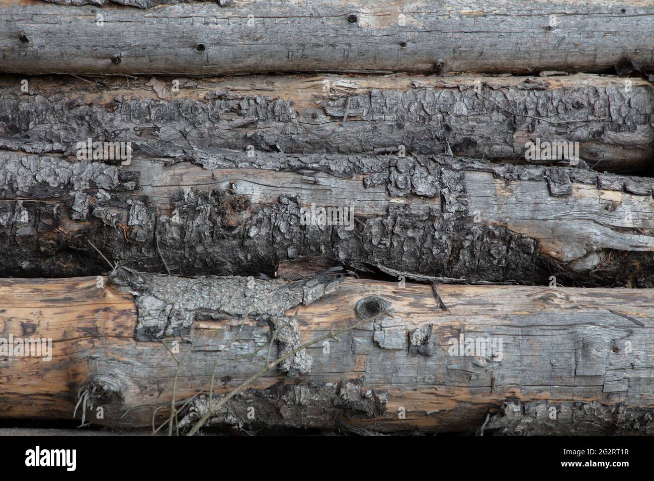 tree logs, detail shot Stock Photo - Alamy