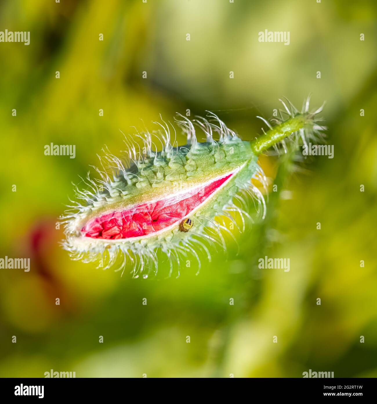 Harvest Spider High Resolution Stock Photography and Images - Alamy