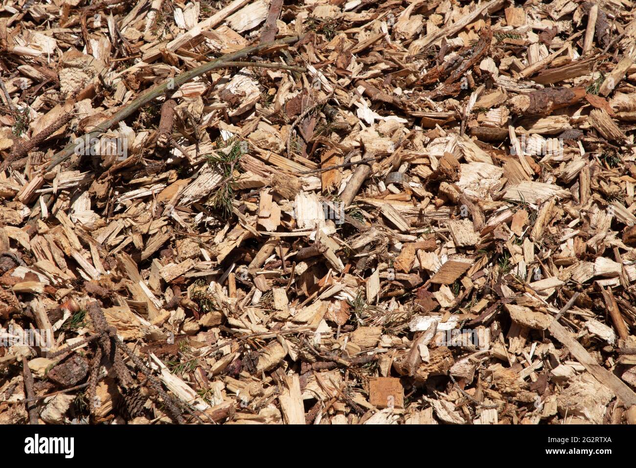 a detail photograph of bark wood chippins Stock Photo - Alamy