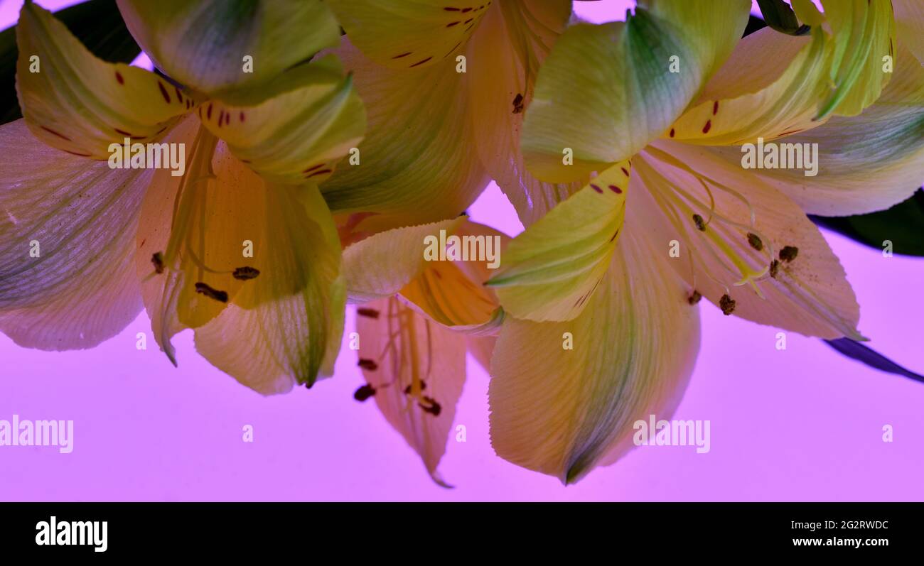 Close up photo of yellow Alstroemeria flowers on a lighted mauve ...