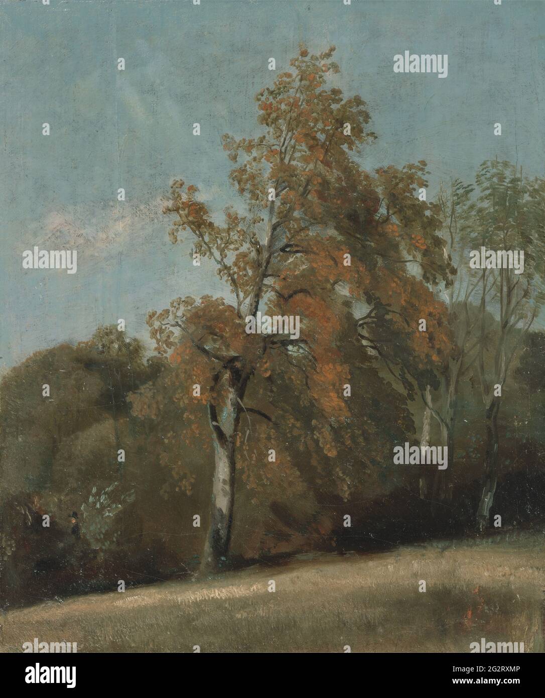 John Constable - Study of an Ash Tree Stock Photo - Alamy