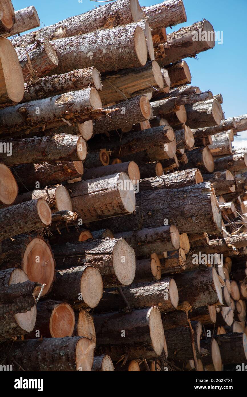 a beautiful picture of stacked tree logs, Trentino, Italy, detail Stock ...