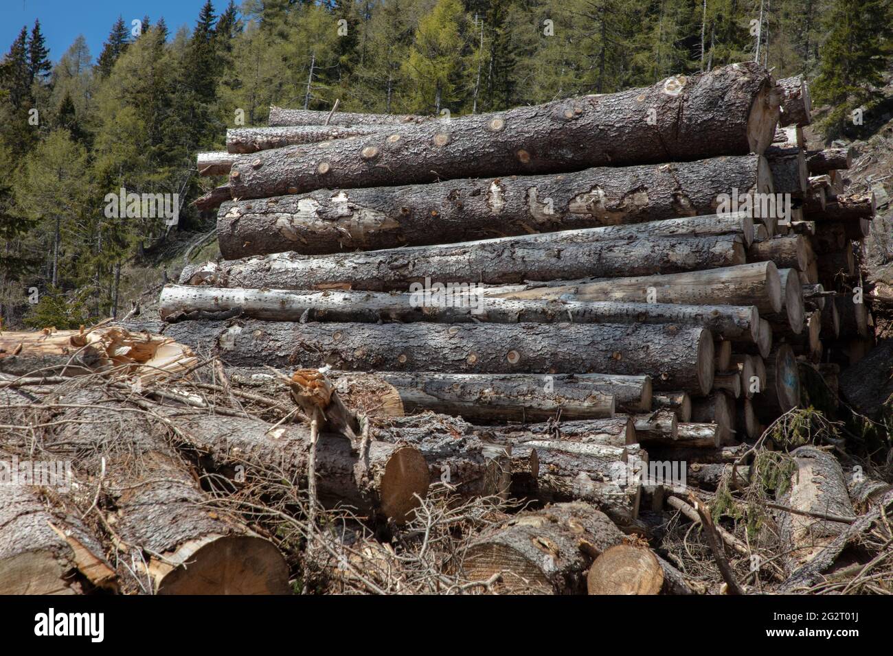 stacked tree logs, Trentino, Italy Stock Photo - Alamy