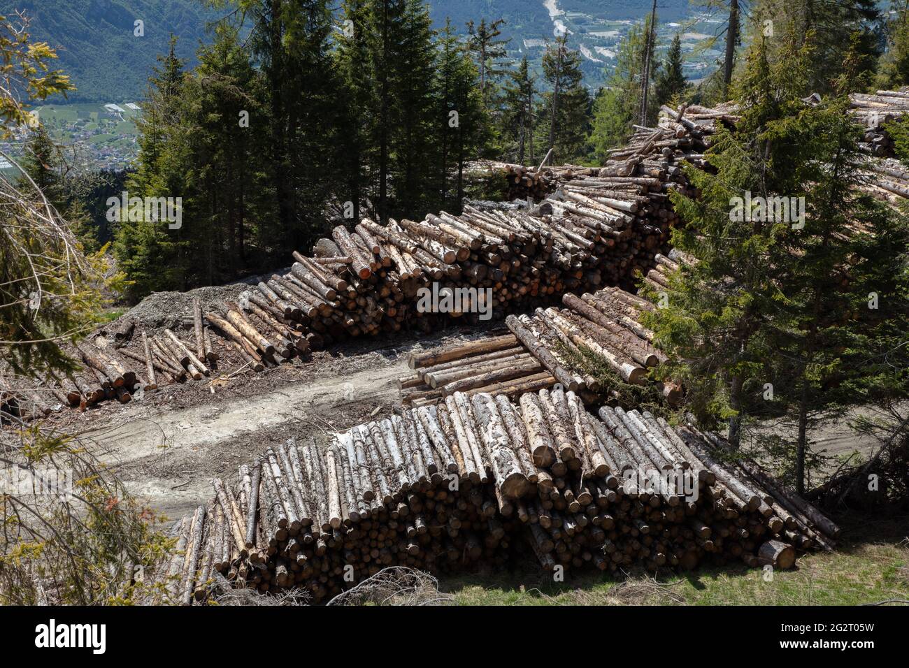 stacked tree logs, Trentino, Italy Stock Photo - Alamy