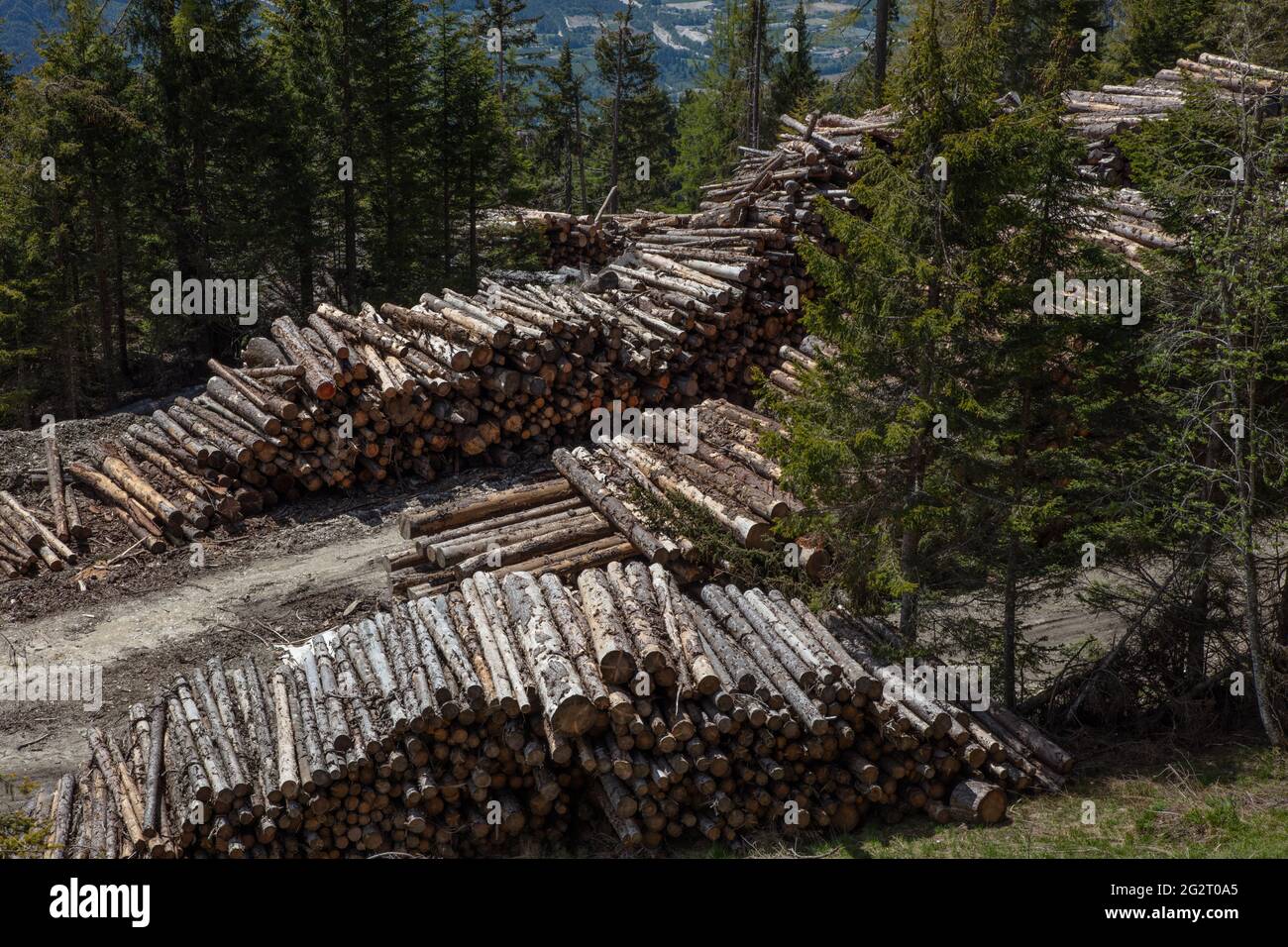 stacked tree logs, Trentino, Italy Stock Photo - Alamy
