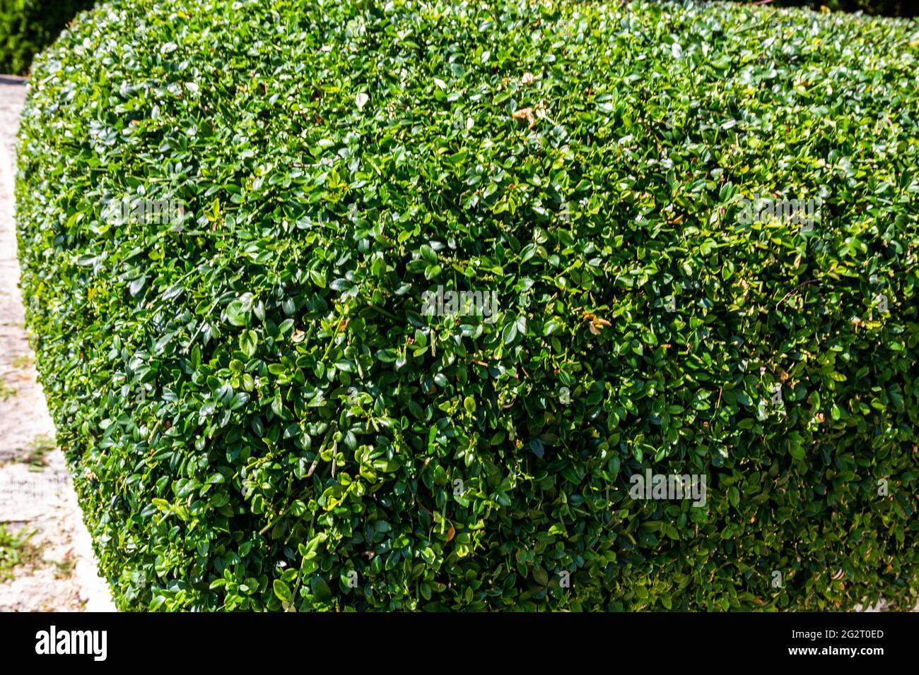 A bush in the garden. Cut-up bush. Exactly cut the bush Stock Photo - Alamy