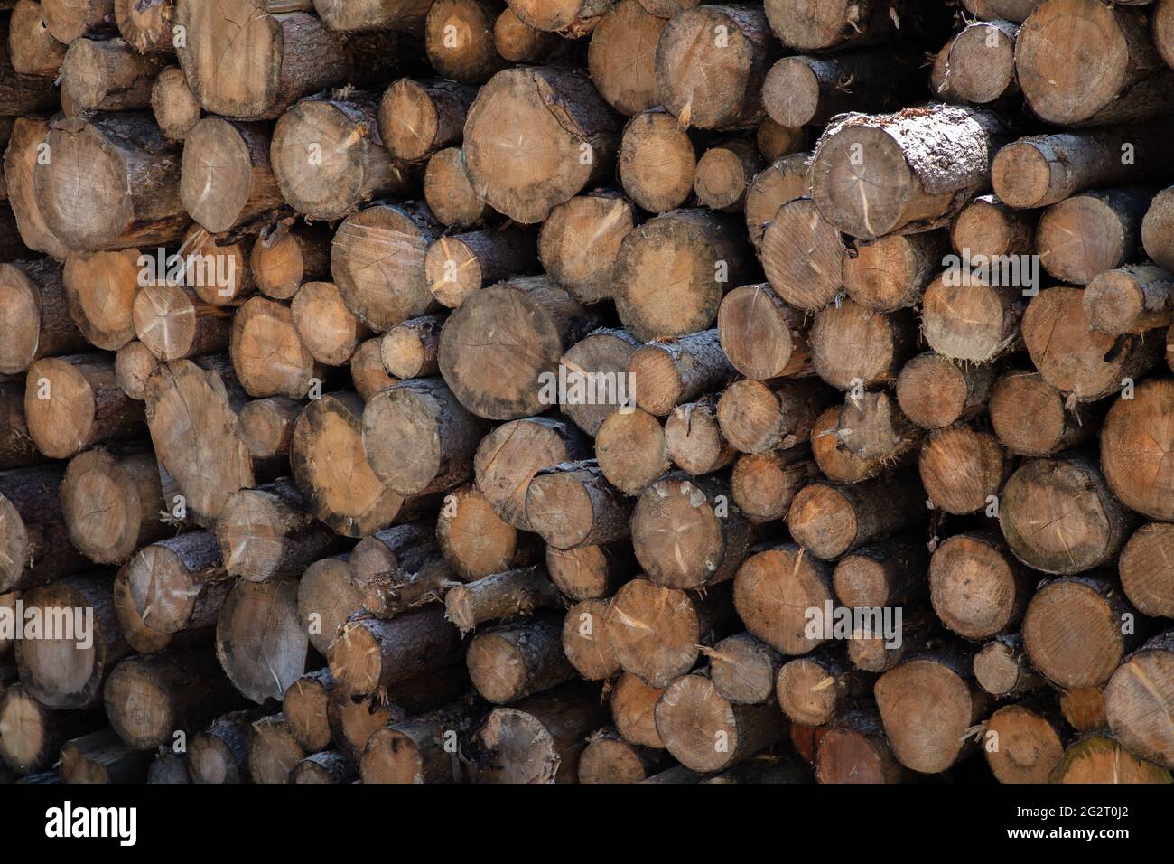 a beautiful picture of stacked tree logs, Trentino, Italy, detail Stock ...