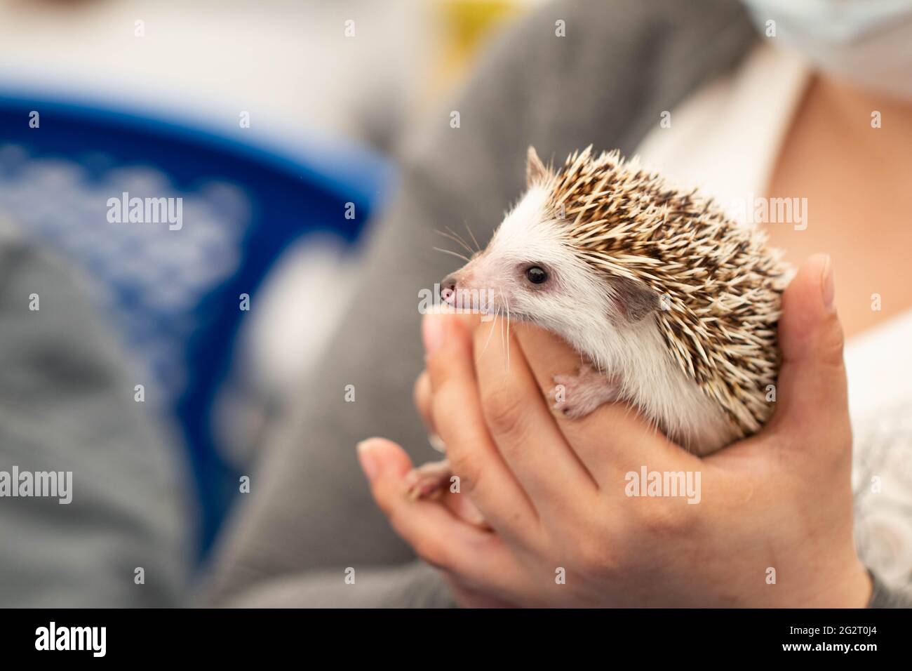 Hands hold a cute hedgehog with sharp needles. Little wild animal Stock ...