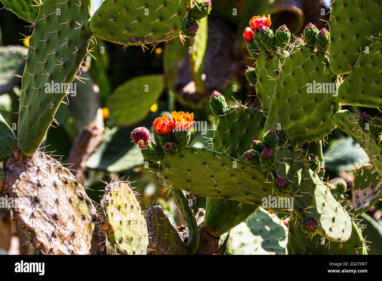 Fruiting opuntia cactus hi-res stock photography and images - Alamy