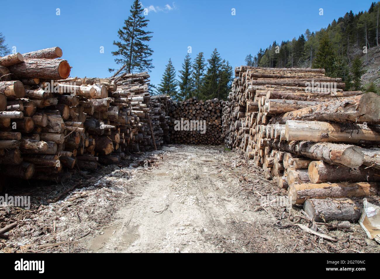 a beautiful picture of stacked tree logs, Trentino, Italy, detail Stock ...