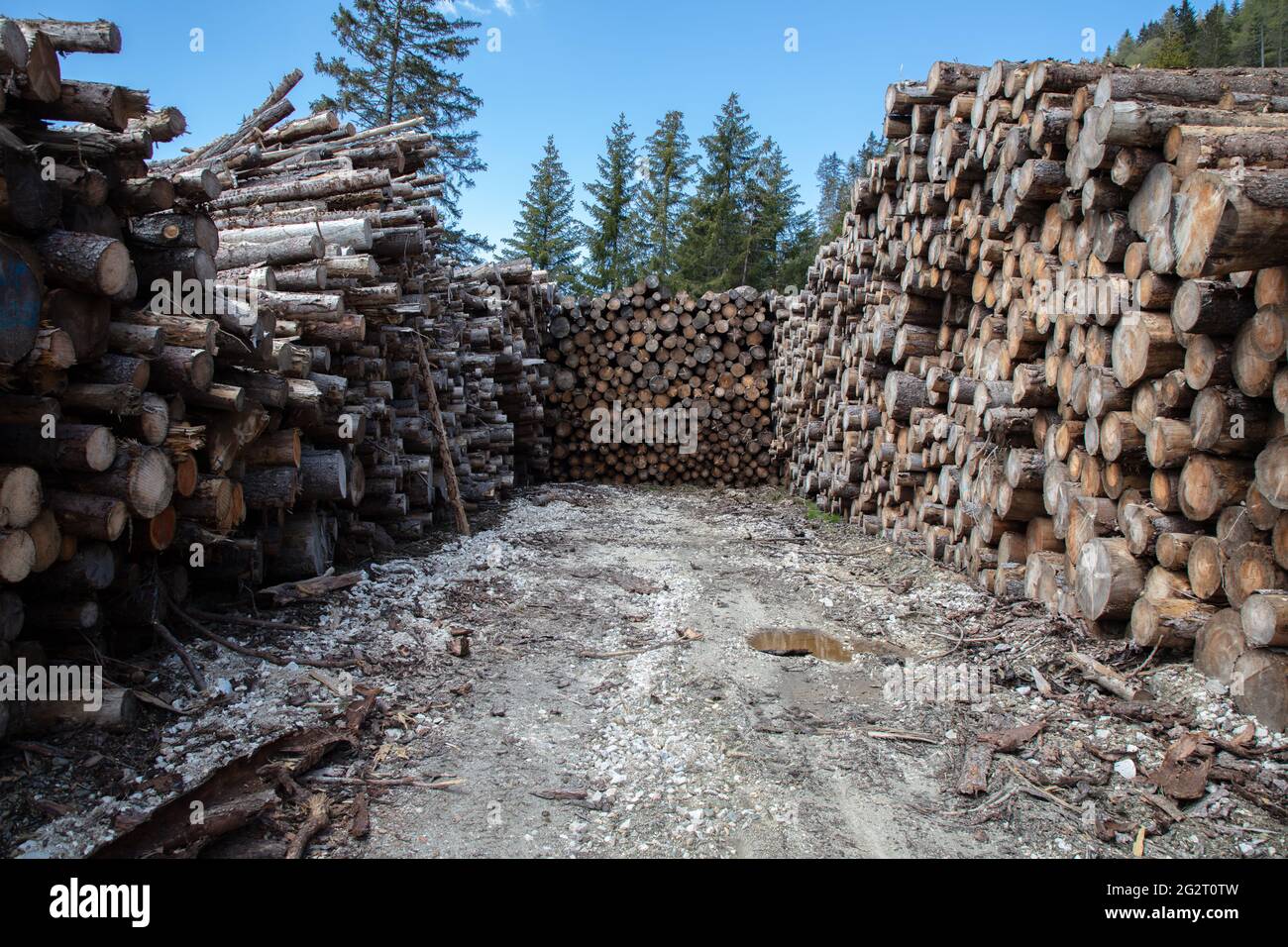 stacked tree logs, Trentino, Italy Stock Photo - Alamy