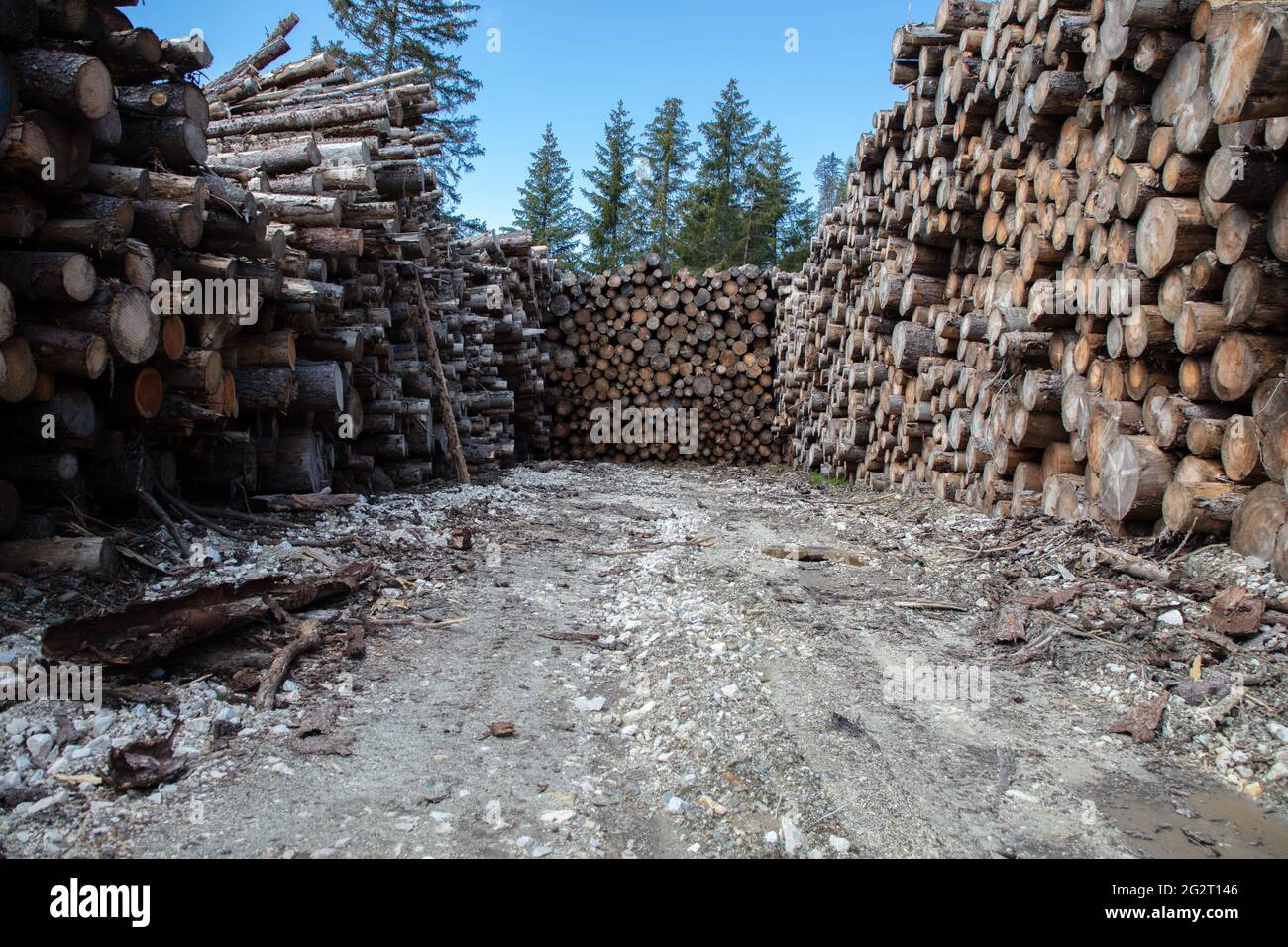 stacked tree logs, Trentino, Italy Stock Photo - Alamy