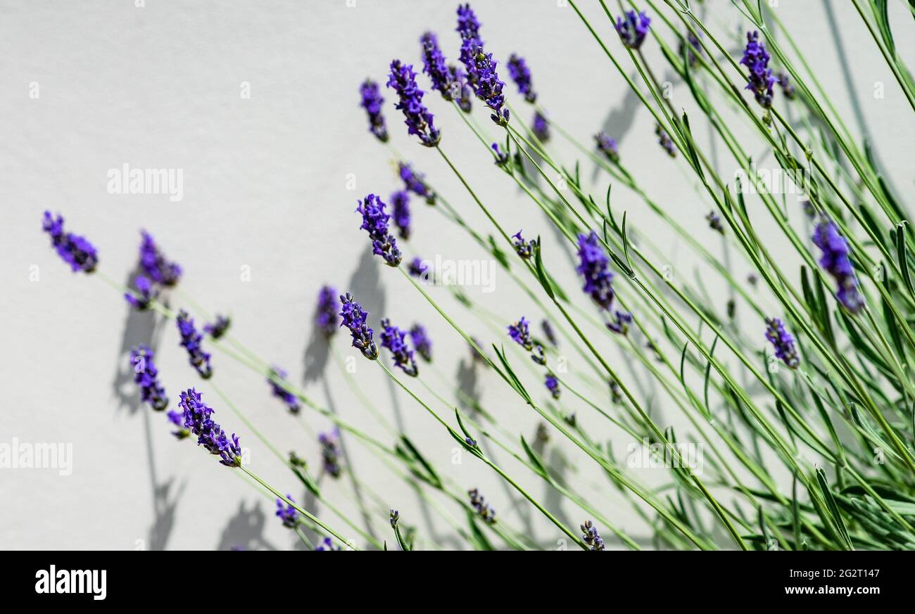 Summer background with blue flowers of Lavender flowers in a garden ...