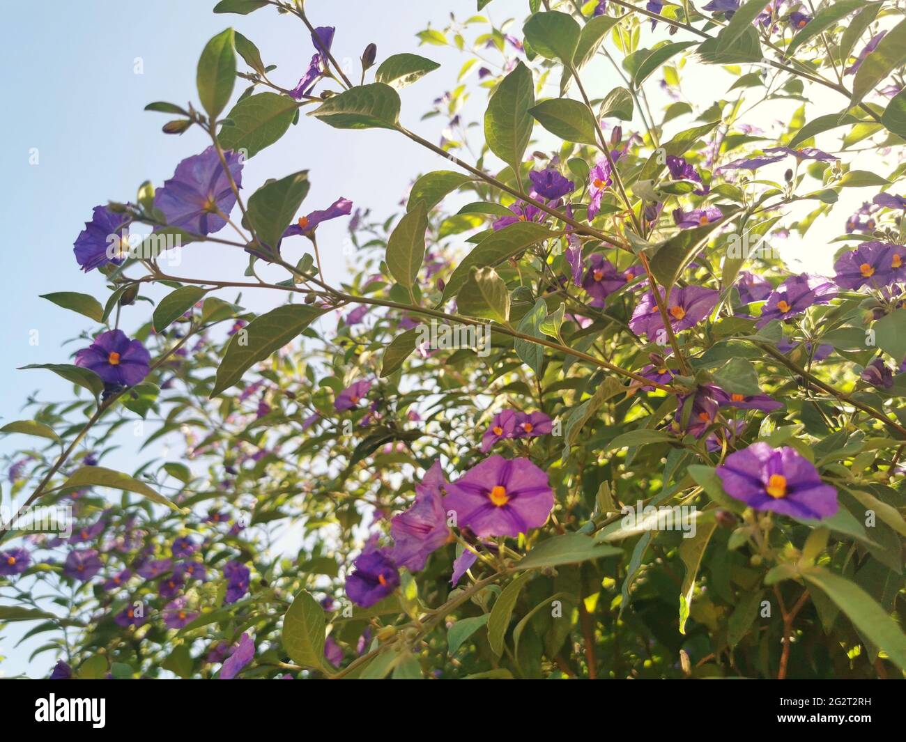 Closeup shot of purple Petunia flowers with green leaves Stock Photo ...