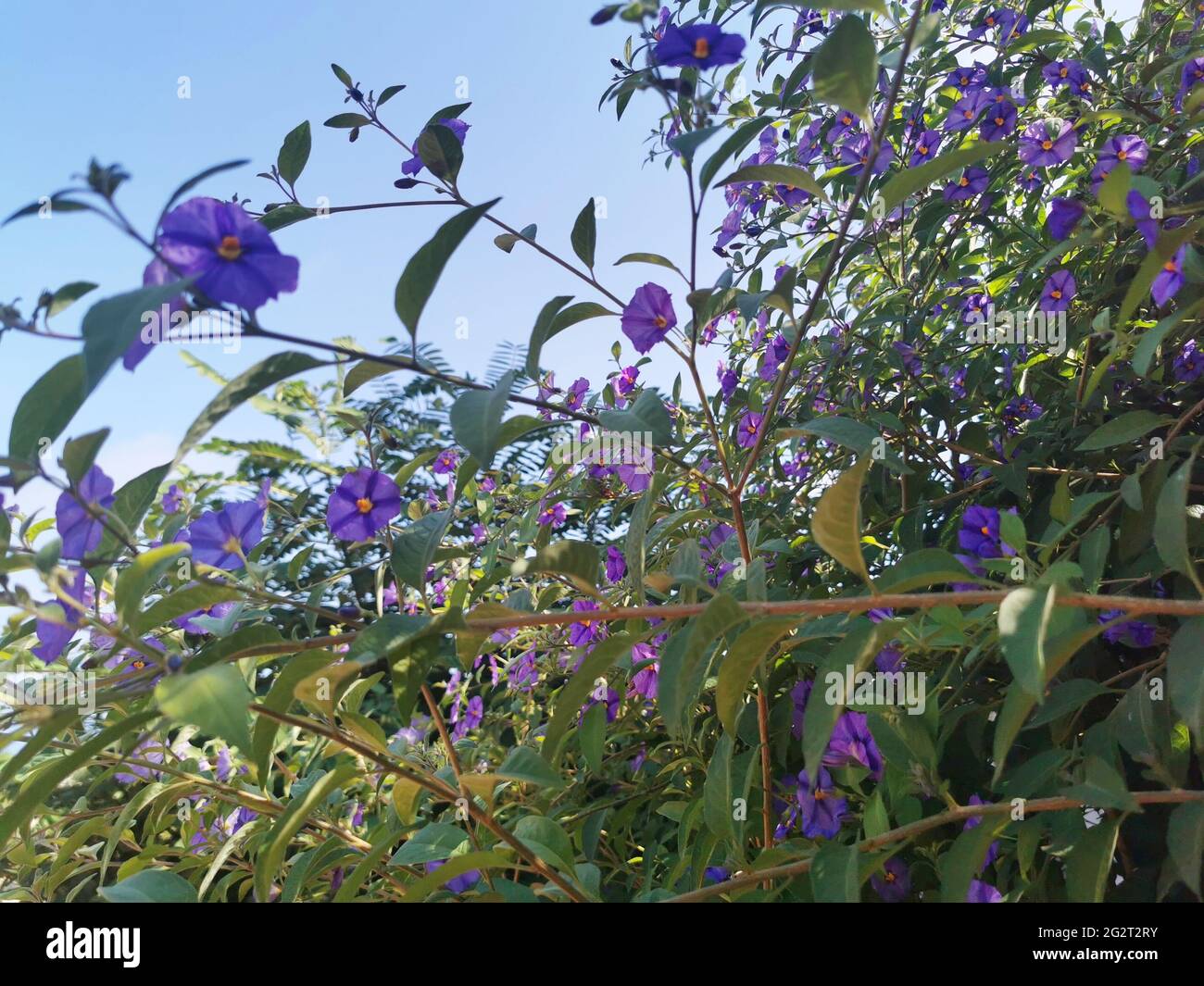 Closeup shot of purple Petunia flowers with green leaves on blue sky ...