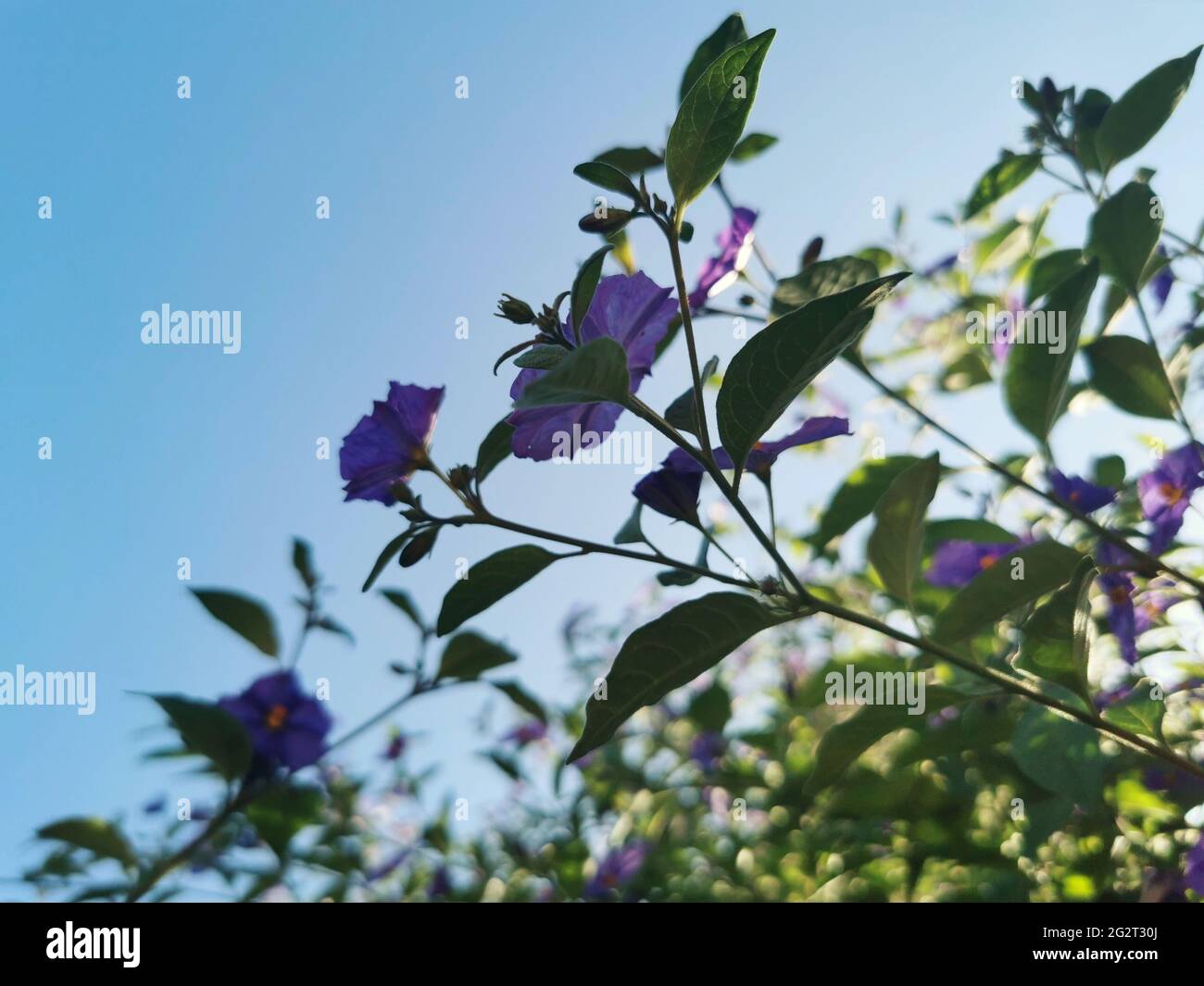 Closeup shot of purple Petunia flowers with green leaves on a blurred ...