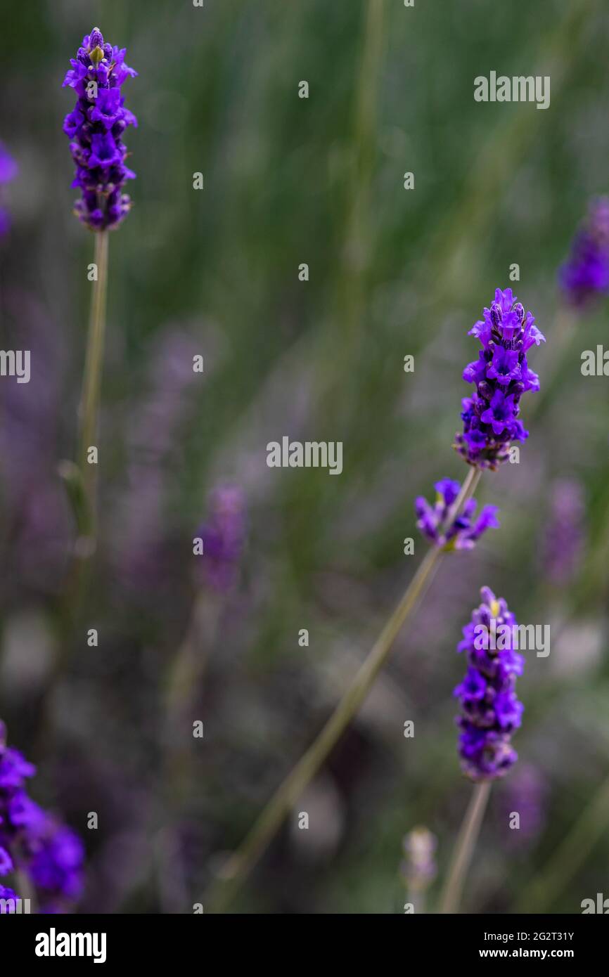 Summer background with blue flowers of Lavender flowers in a garden ...
