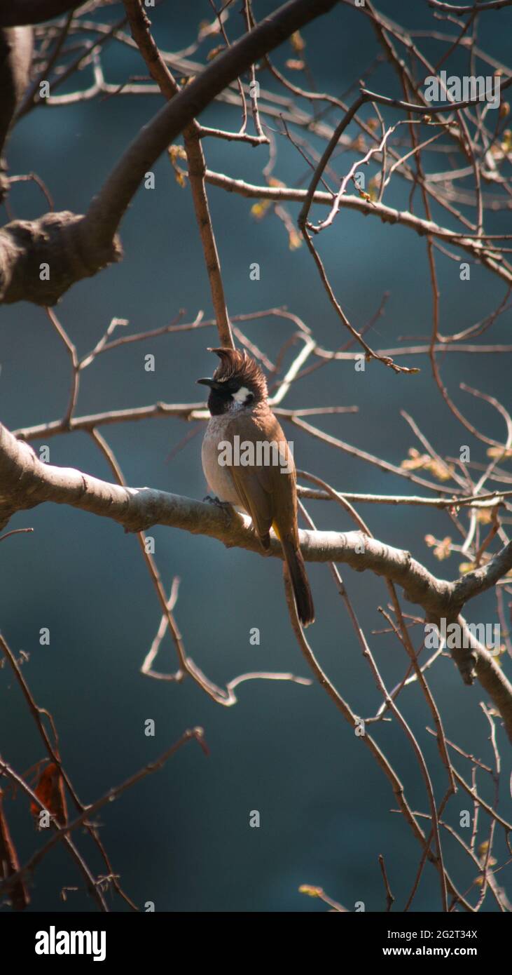 Himalayan Bulbul (Pycnonotus leucogenys) sitting on the tree branch ...