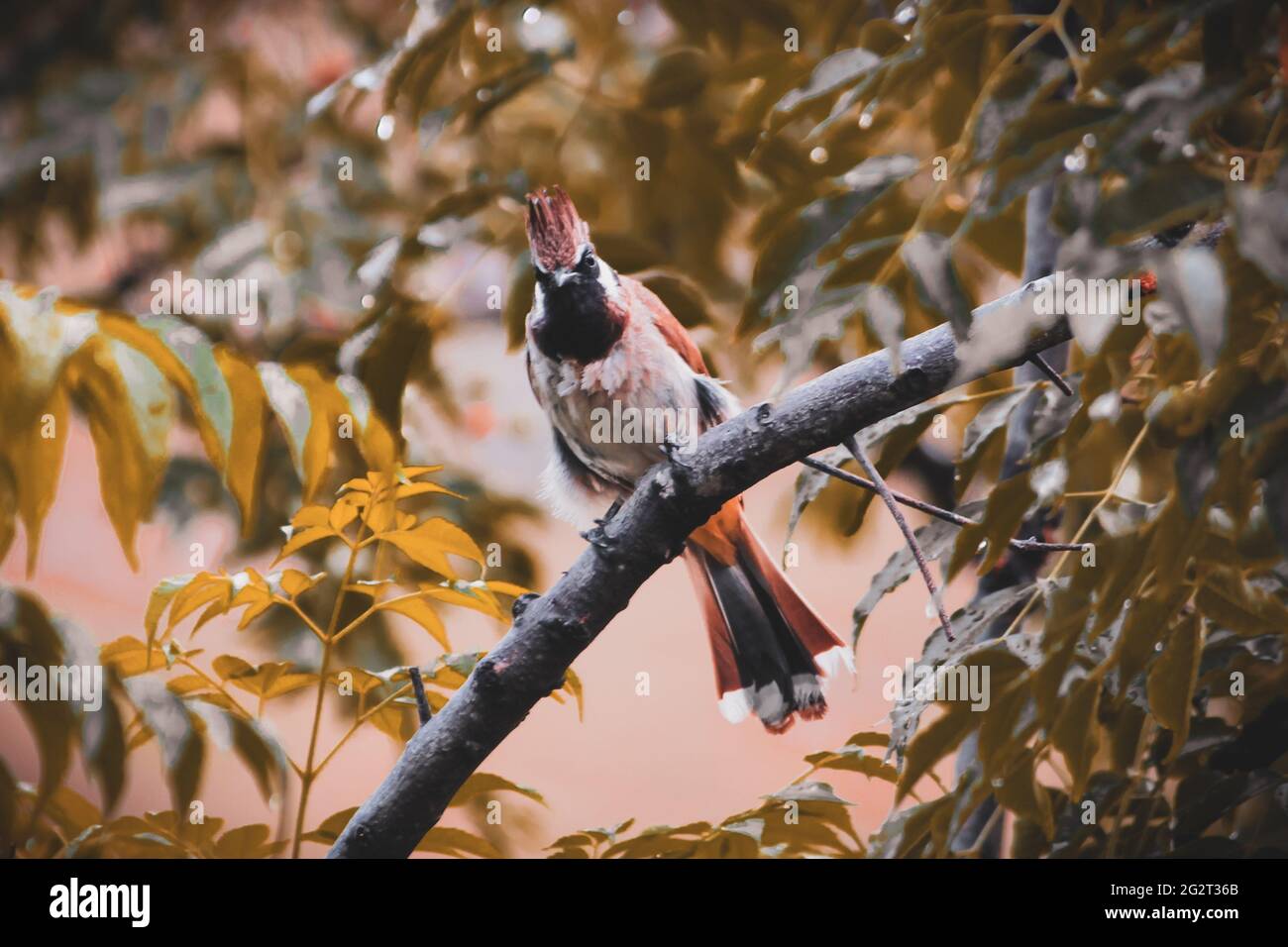 White cheeked bulbul pycnonotus leucogenys hi-res stock photography and ...