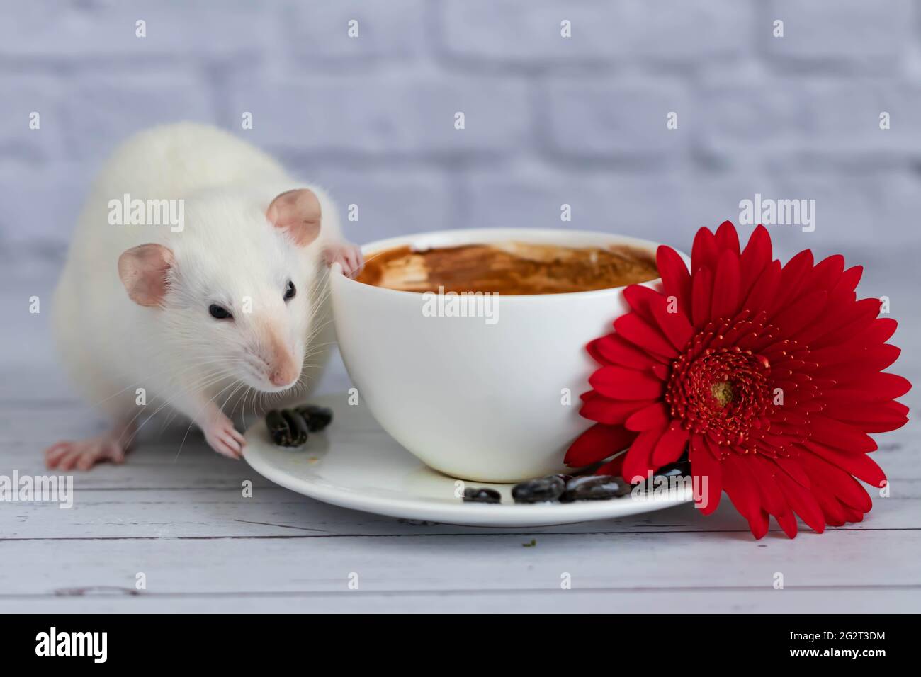 A cute white rat sits next to a cup of coffee or tea. Morning breakfast ...