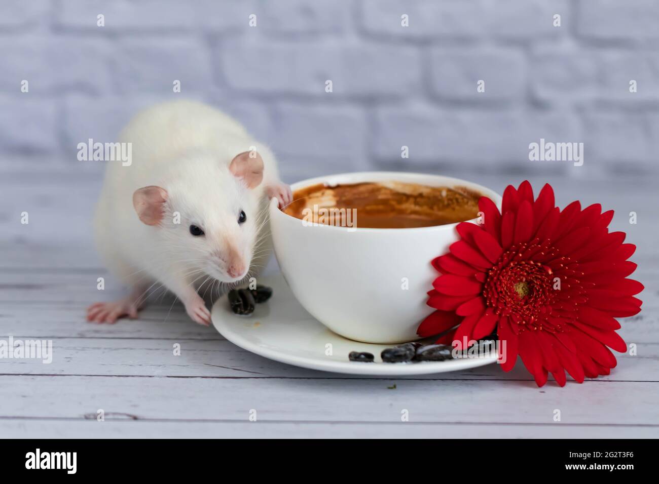 A cute white rat sits next to a cup of coffee or tea. Morning breakfast ...