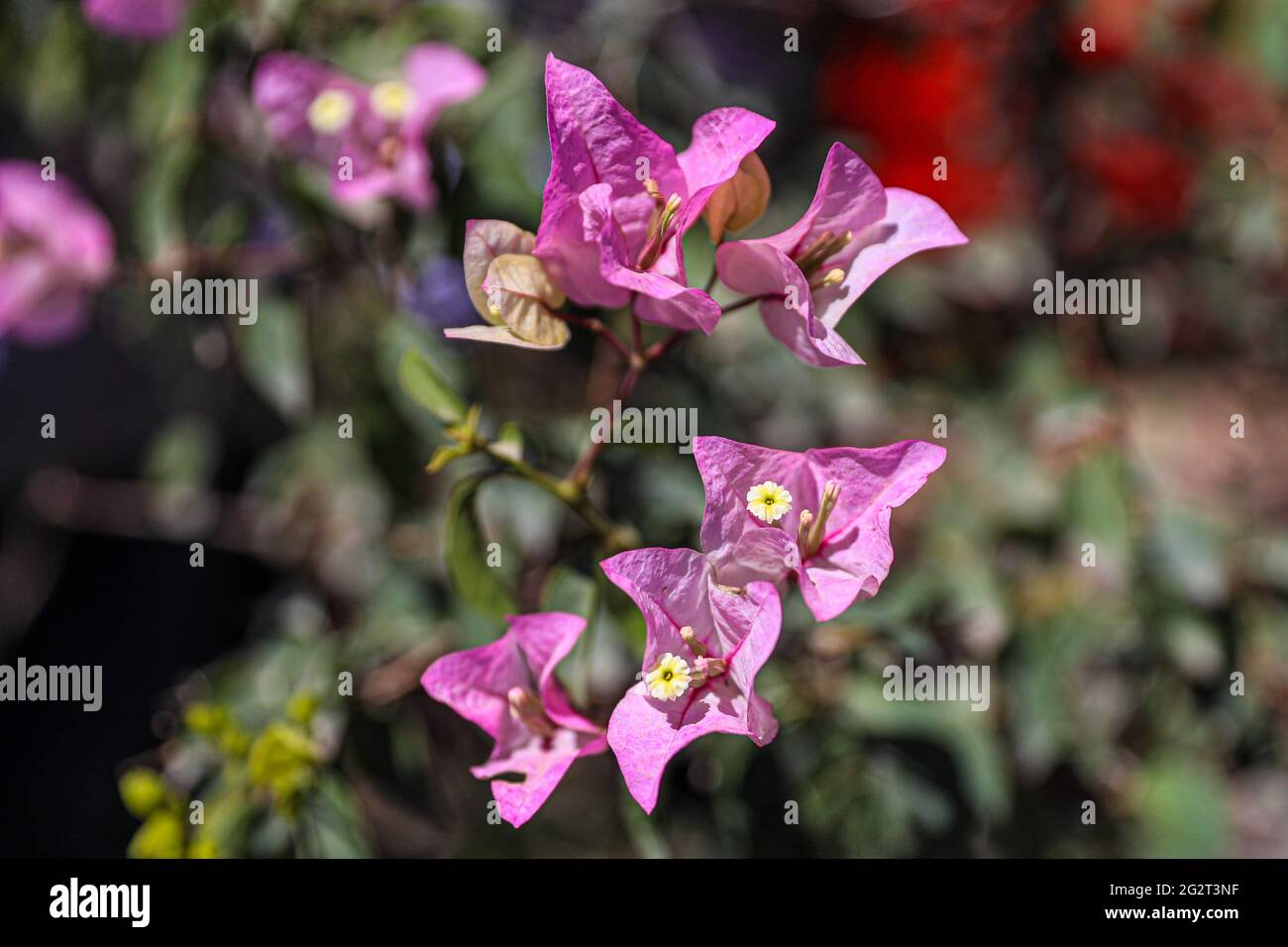 Flores Bugambilia blooming bougainvillea. Close-up of bougainvilleas ...