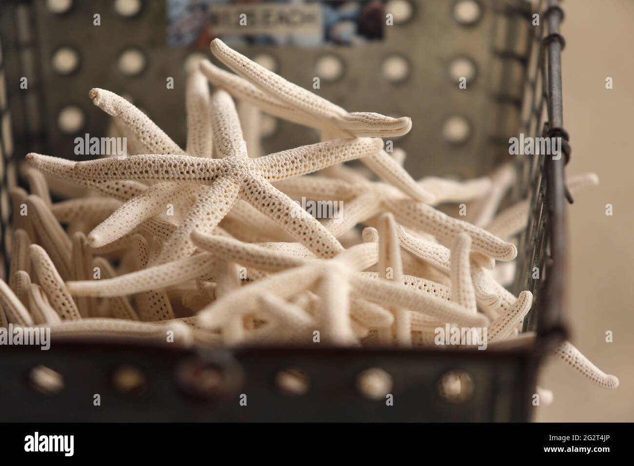 Dried starfish hi-res stock photography and images - Alamy