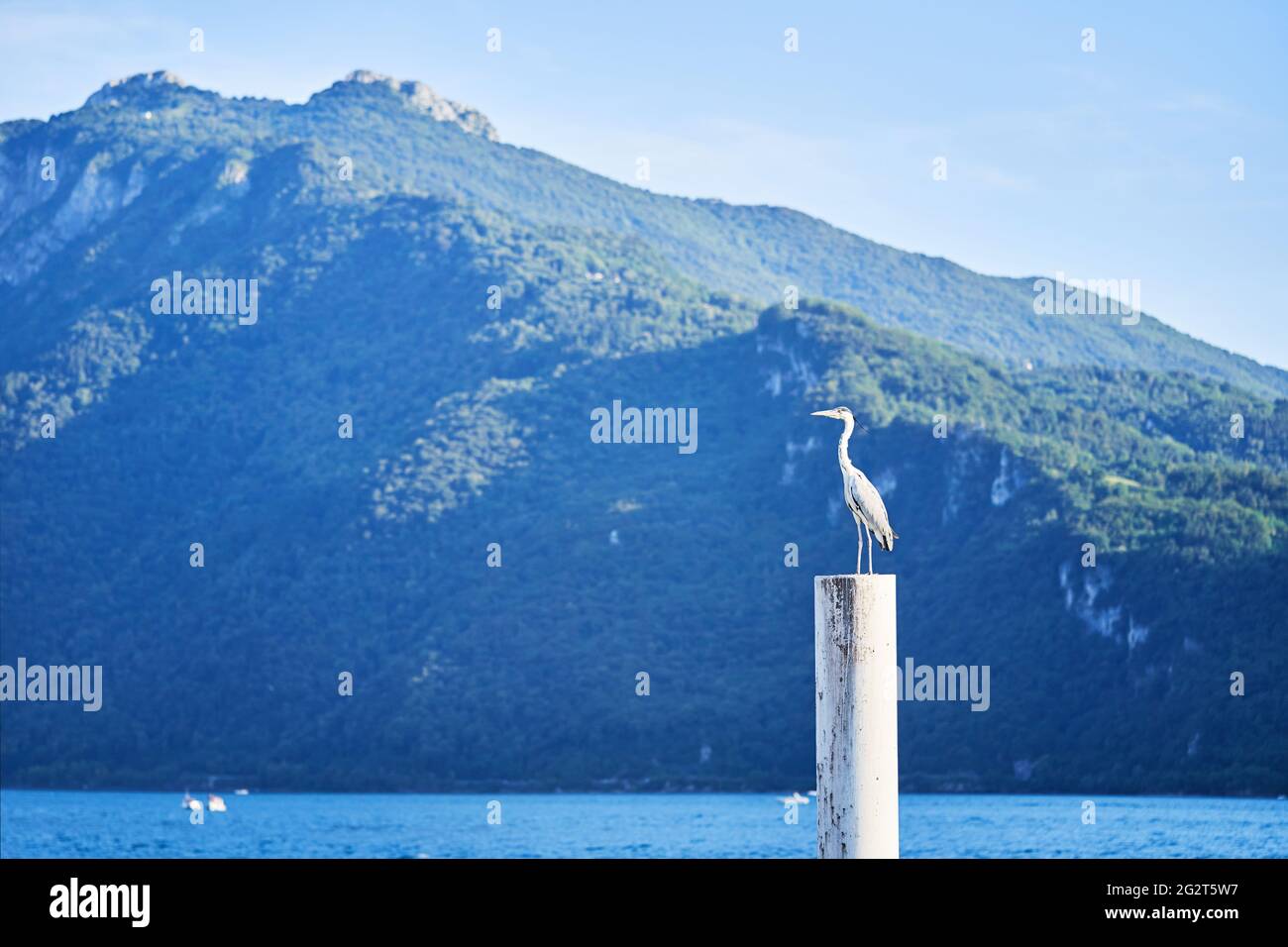 White stork - Ciconia ciconia - standing on a background of mountain ...