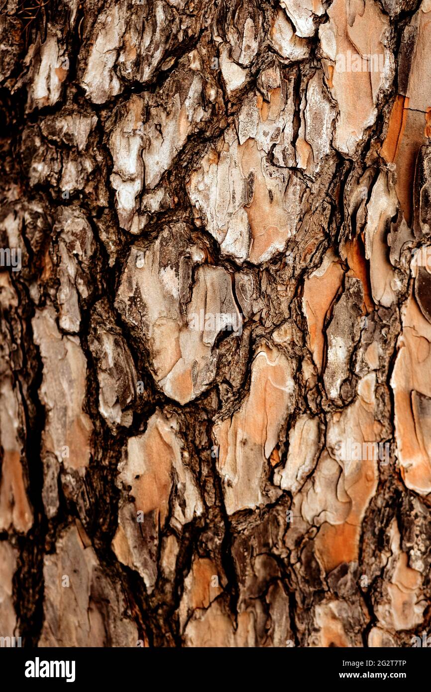 rustic wood bark texture background Stock Photo - Alamy