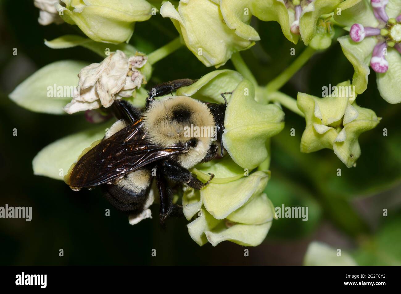 Brown-belted Bumble Bee, Bombus griseocollis, foraging on green ...