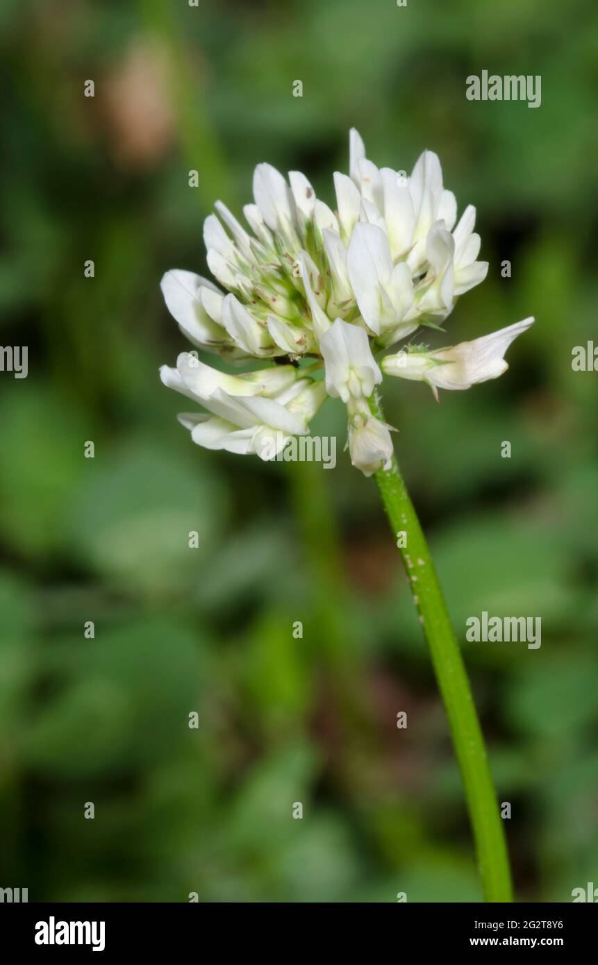 Shamrock clover flower hi-res stock photography and images - Alamy