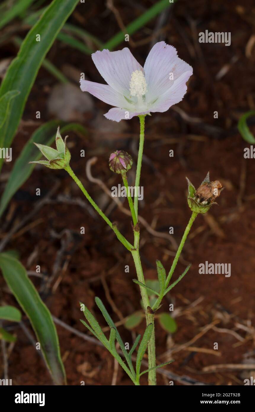 Light Poppy Mallow High Resolution Stock Photography and Images - Alamy