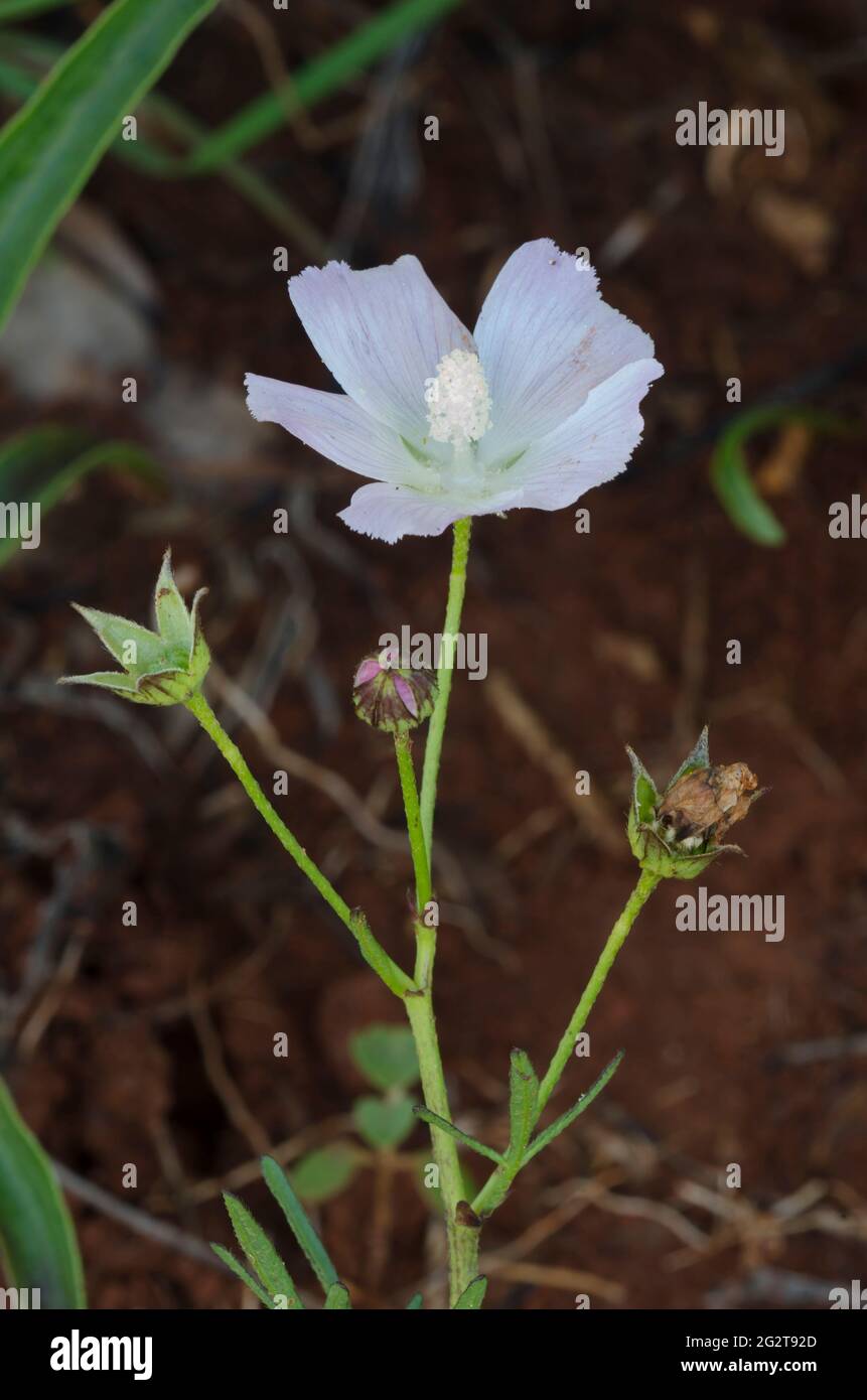 Light Poppymallow, Callirhoe alcaeoides Stock Photo - Alamy