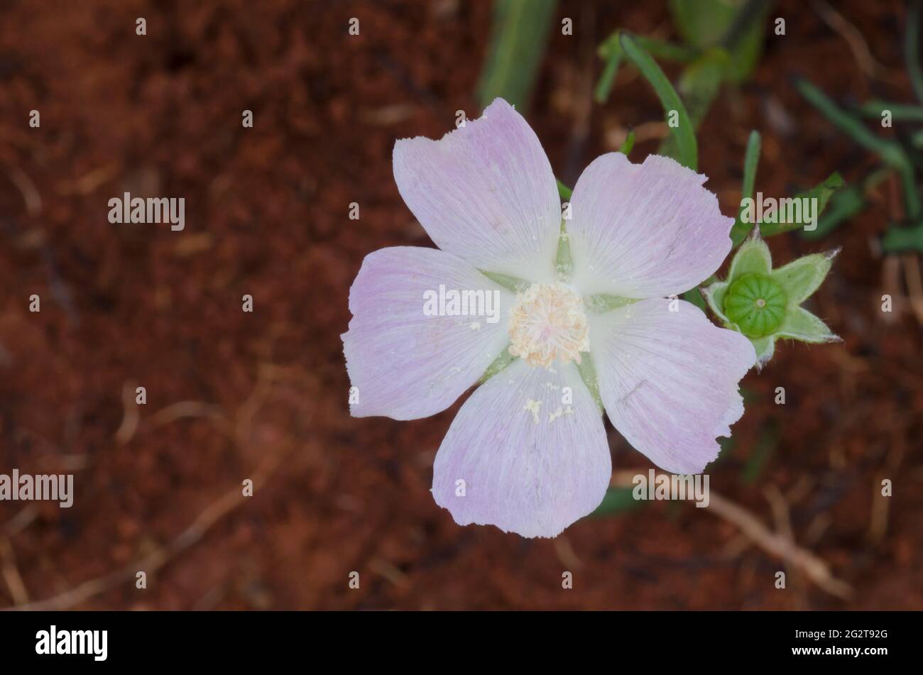 Light Poppymallow, Callirhoe alcaeoides Stock Photo - Alamy