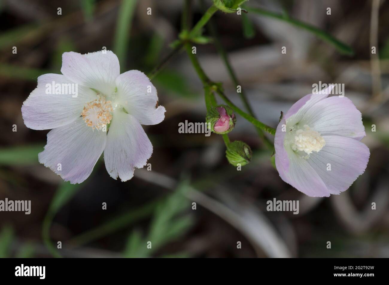 Light Poppymallow, Callirhoe alcaeoides Stock Photo - Alamy