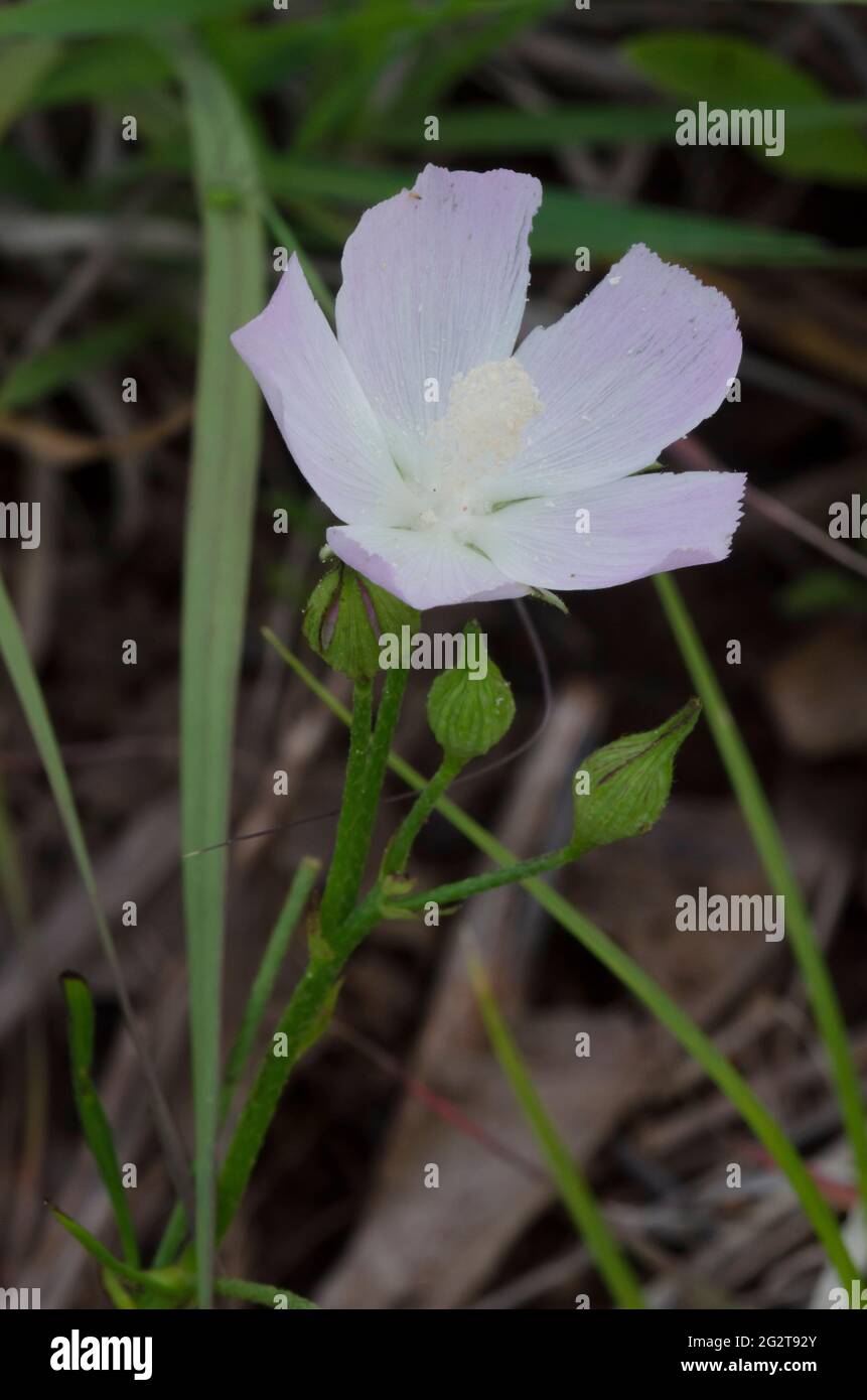 Poppy mallow flower hi-res stock photography and images - Alamy