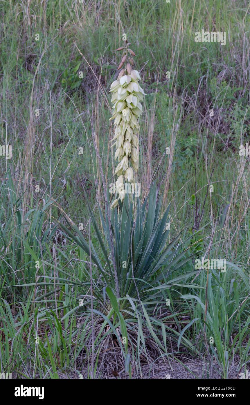 Yucca arkansana hi-res stock photography and images - Alamy