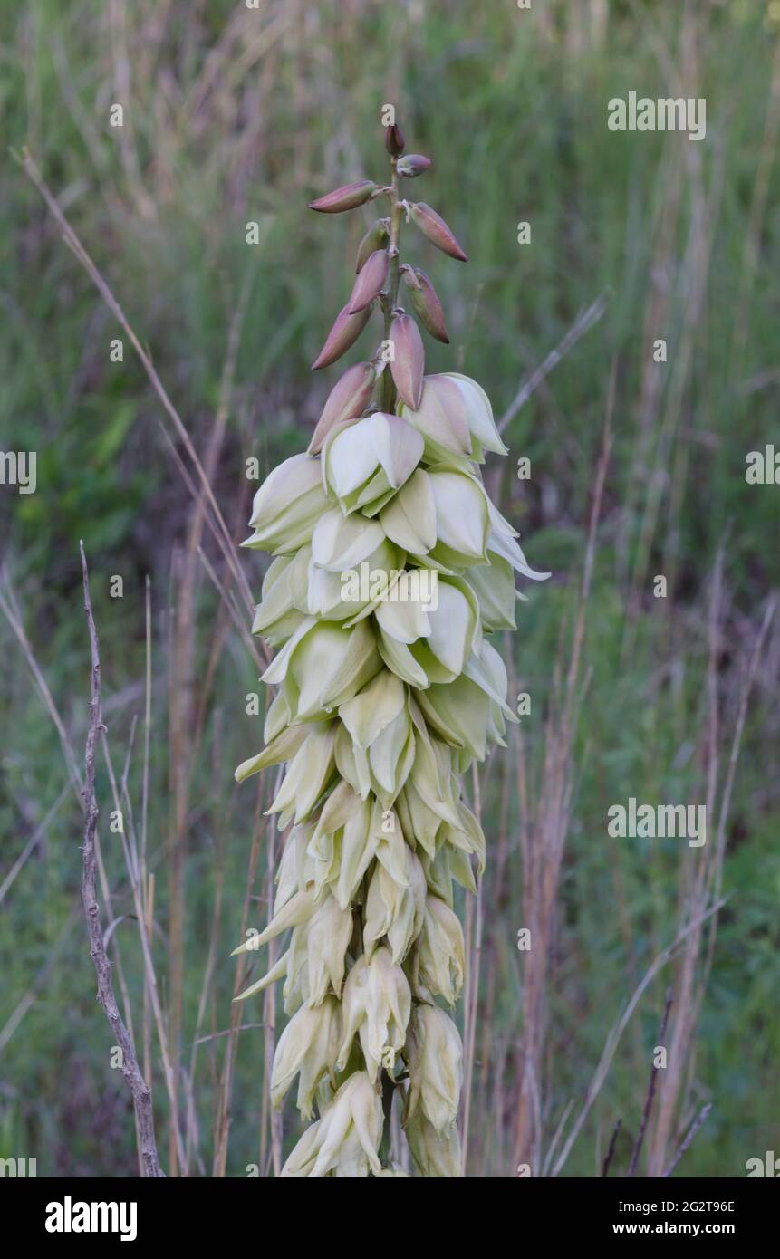 Arkansas Yucca, Yucca arkansana Stock Photo - Alamy
