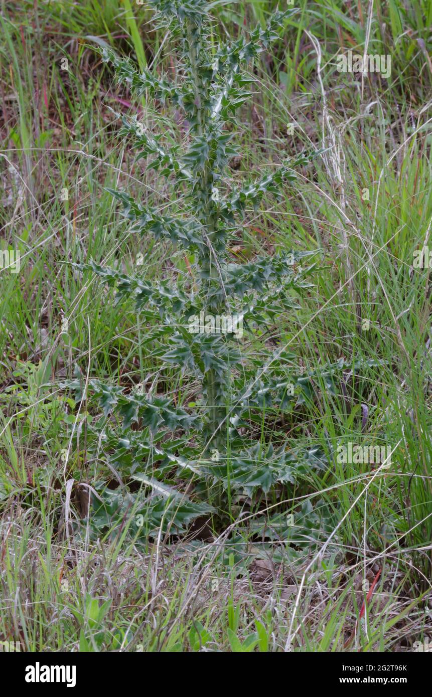 Base of plant hi-res stock photography and images - Alamy