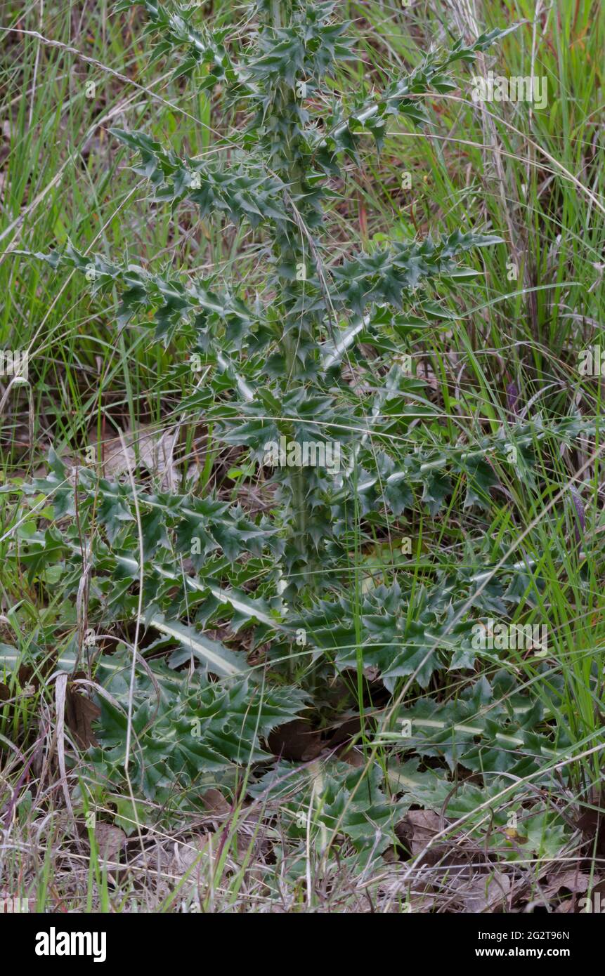 Musk Thistle, Carduus nutans, base of plant Stock Photo - Alamy