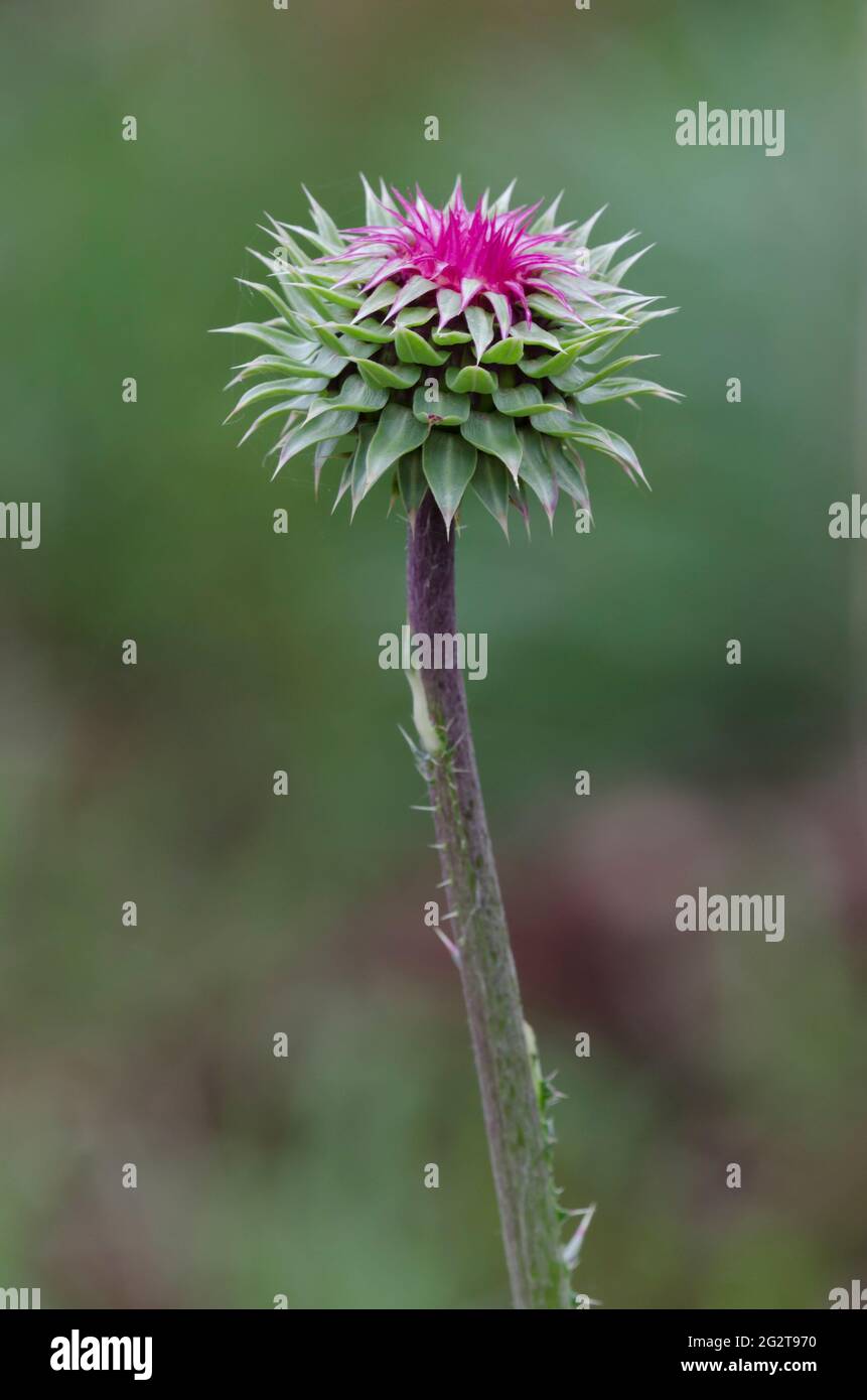 Carduus nutans hi-res stock photography and images - Alamy