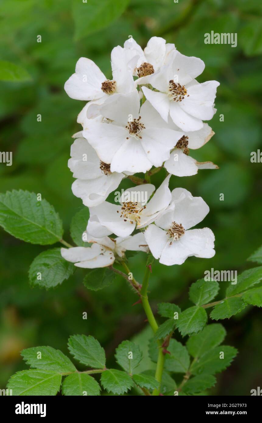 Multiflora rose hi-res stock photography and images - Alamy