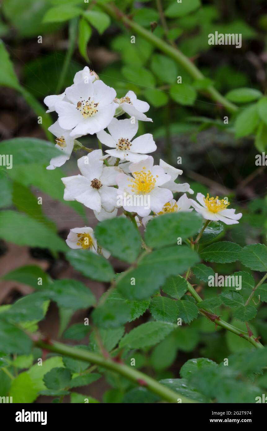 Multiflora rose hi-res stock photography and images - Alamy