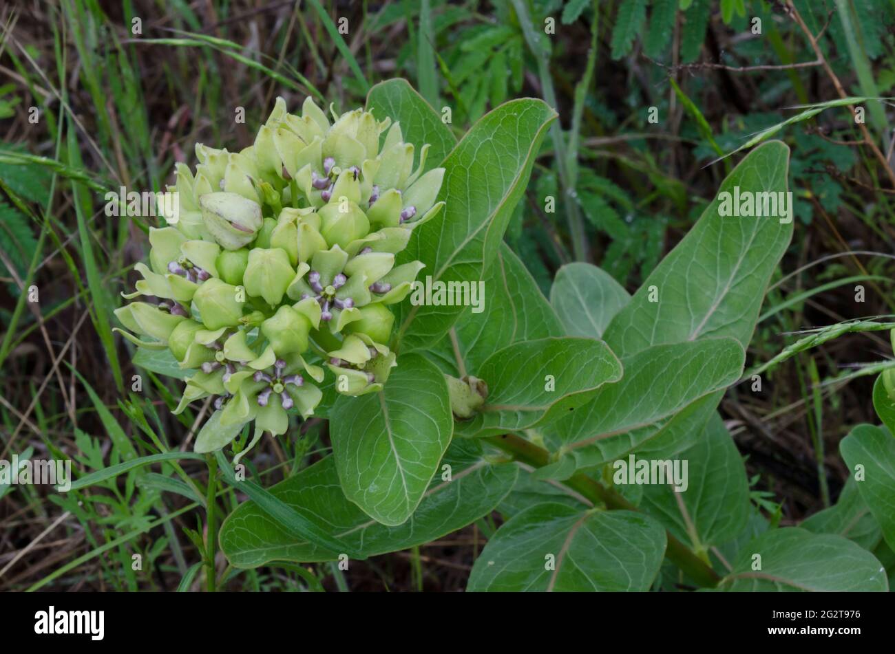 Asclepiodora viridis hi-res stock photography and images - Alamy
